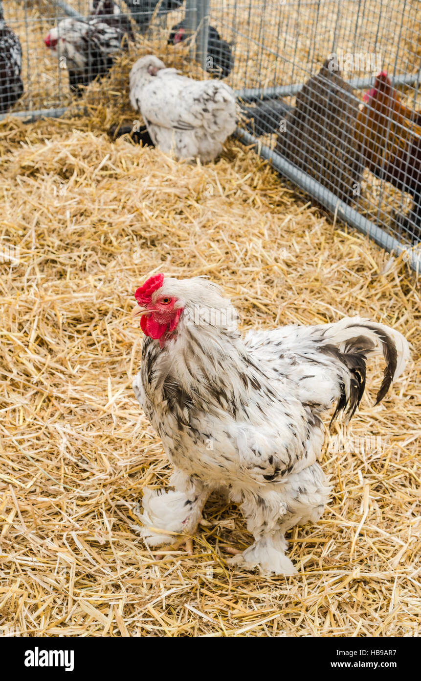 Big beautiful purebred rooster on a farm Stock Photo - Alamy