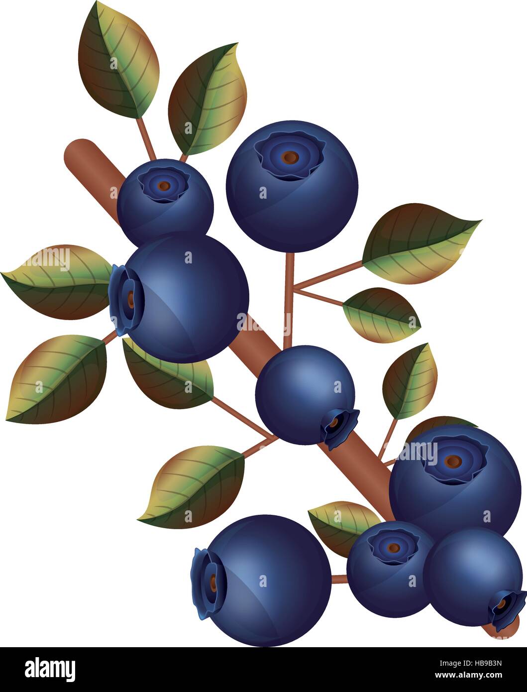 Blueberry fruit with leaves icon. Decoration healthy organic and fresh ...