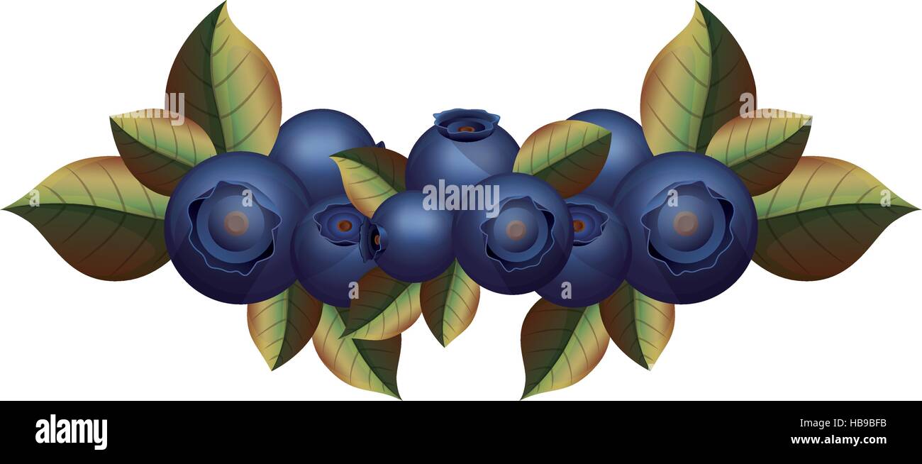 Blueberry fruit with leaves icon. Decoration healthy organic and fresh ...