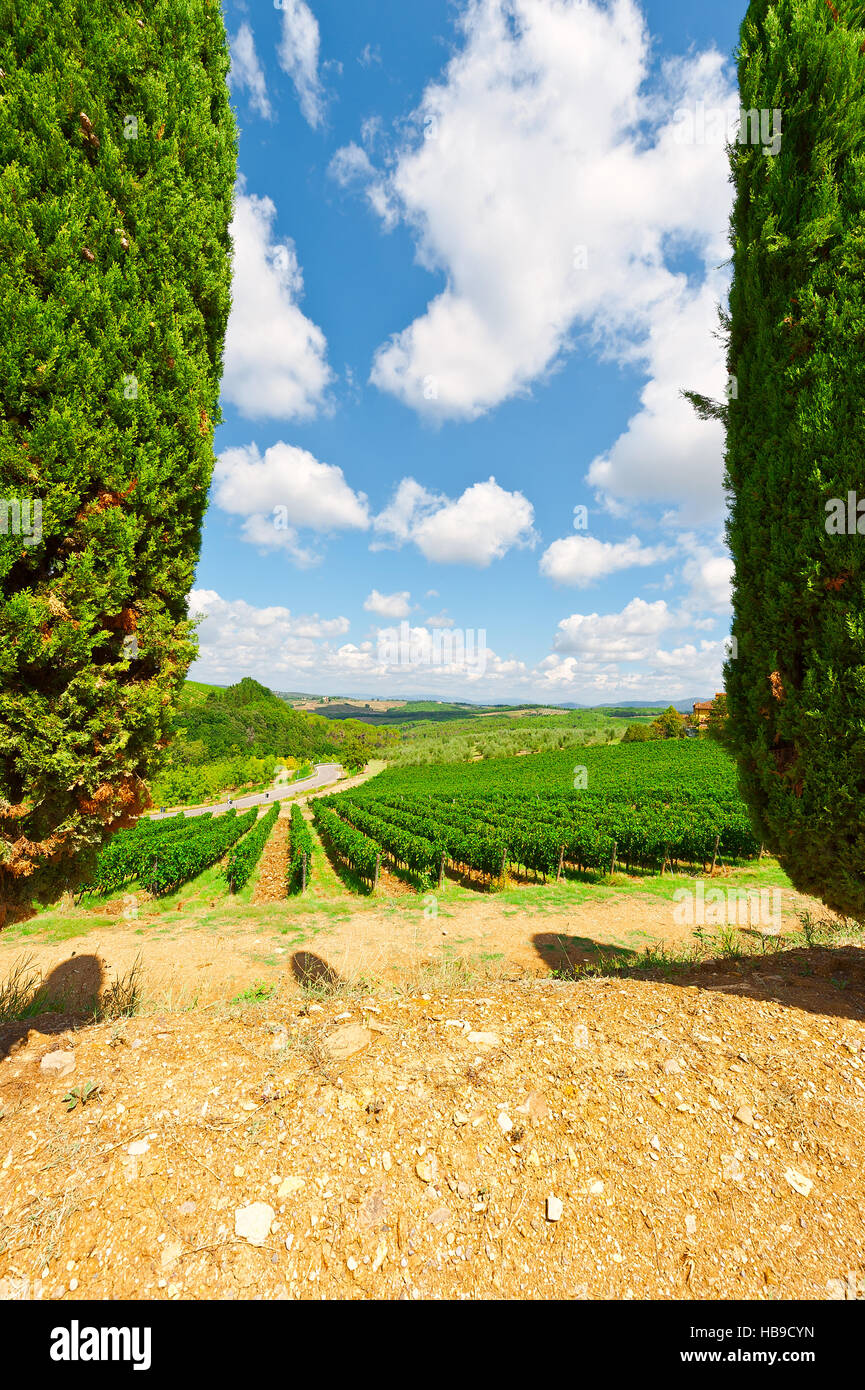 White cypresses hi-res stock photography and images - Alamy