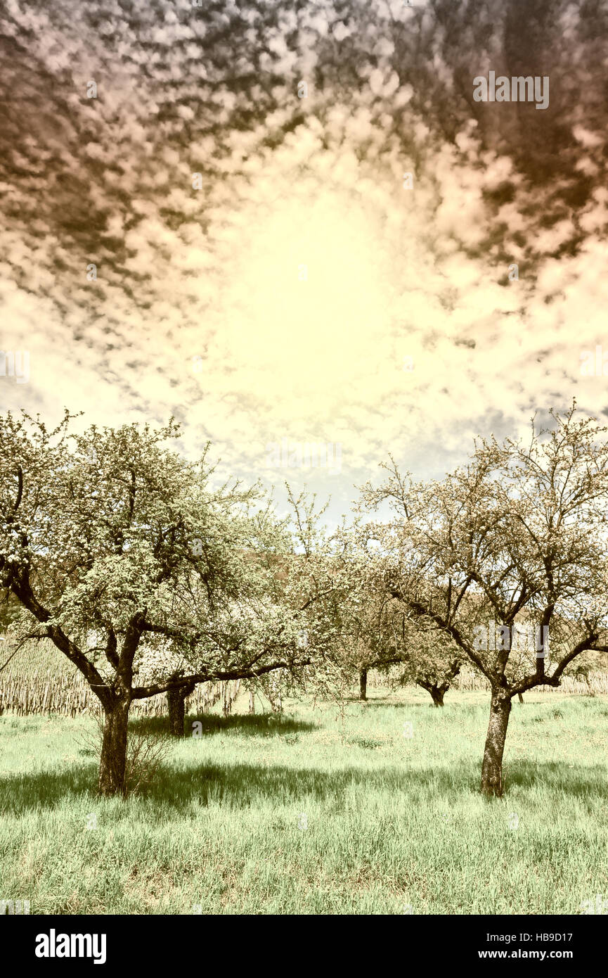 Flowering trees sunset hi-res stock photography and images - Alamy