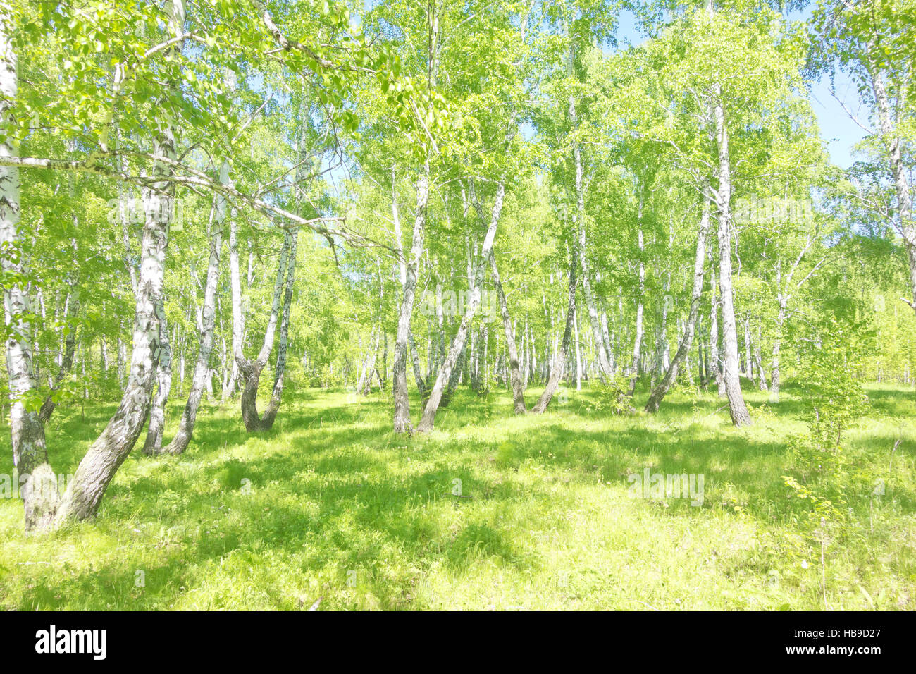 summer birch forest Stock Photo - Alamy