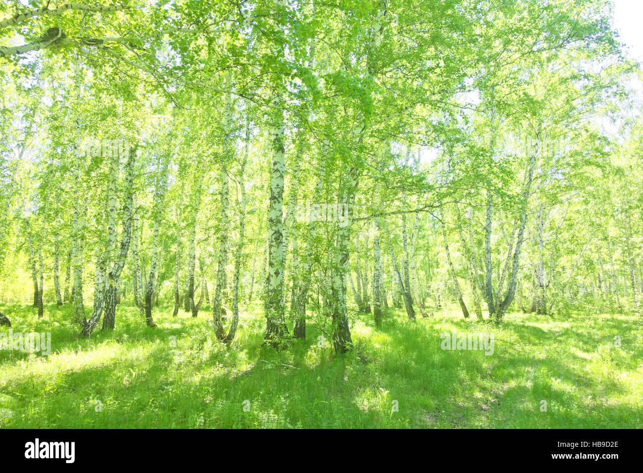 summer birch forest Stock Photo - Alamy
