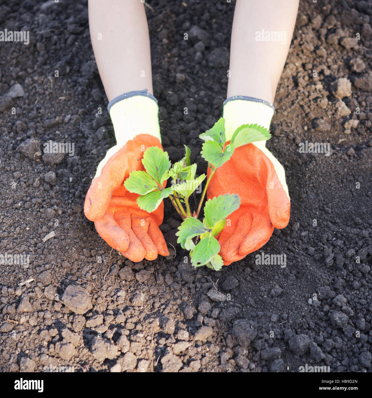 hands with plants Stock Photo - Alamy