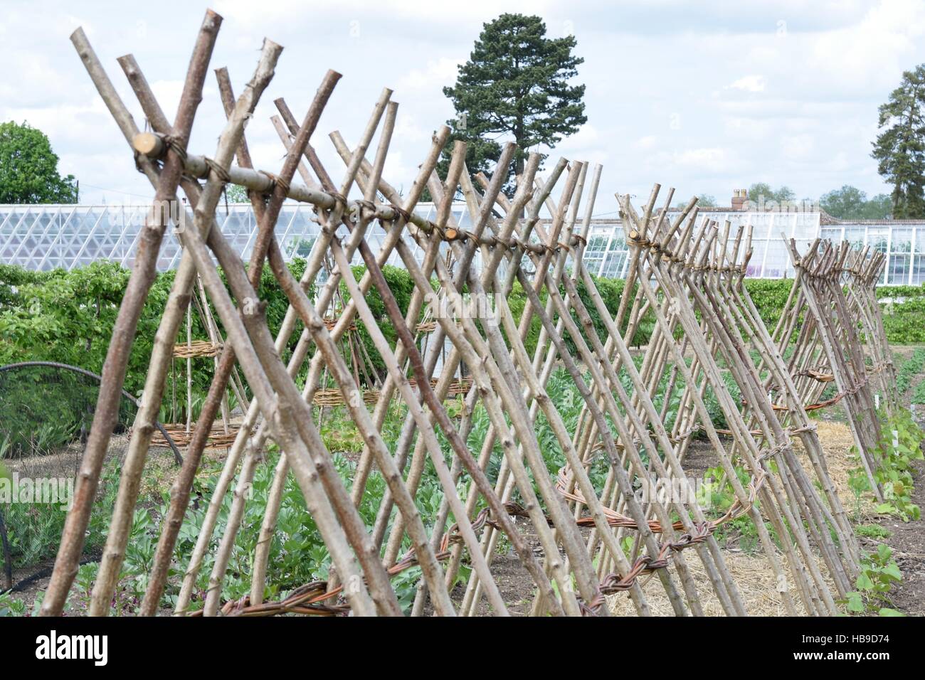 Runner bean poles hi-res stock photography and images - Alamy