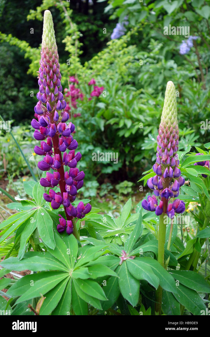 Lupinus luteus hi-res stock photography and images - Alamy