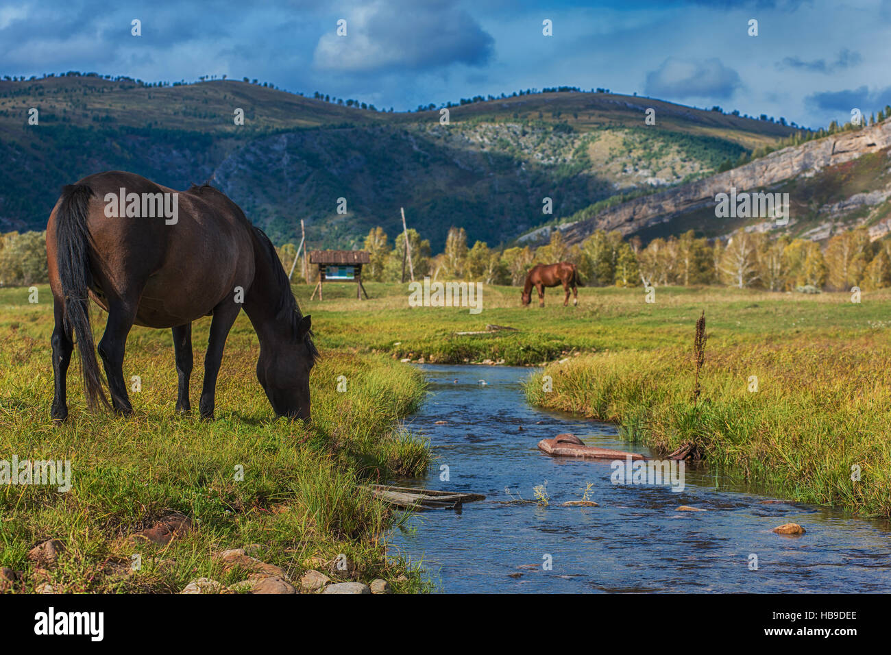 Horses in mountain ranch Stock Photo - Alamy