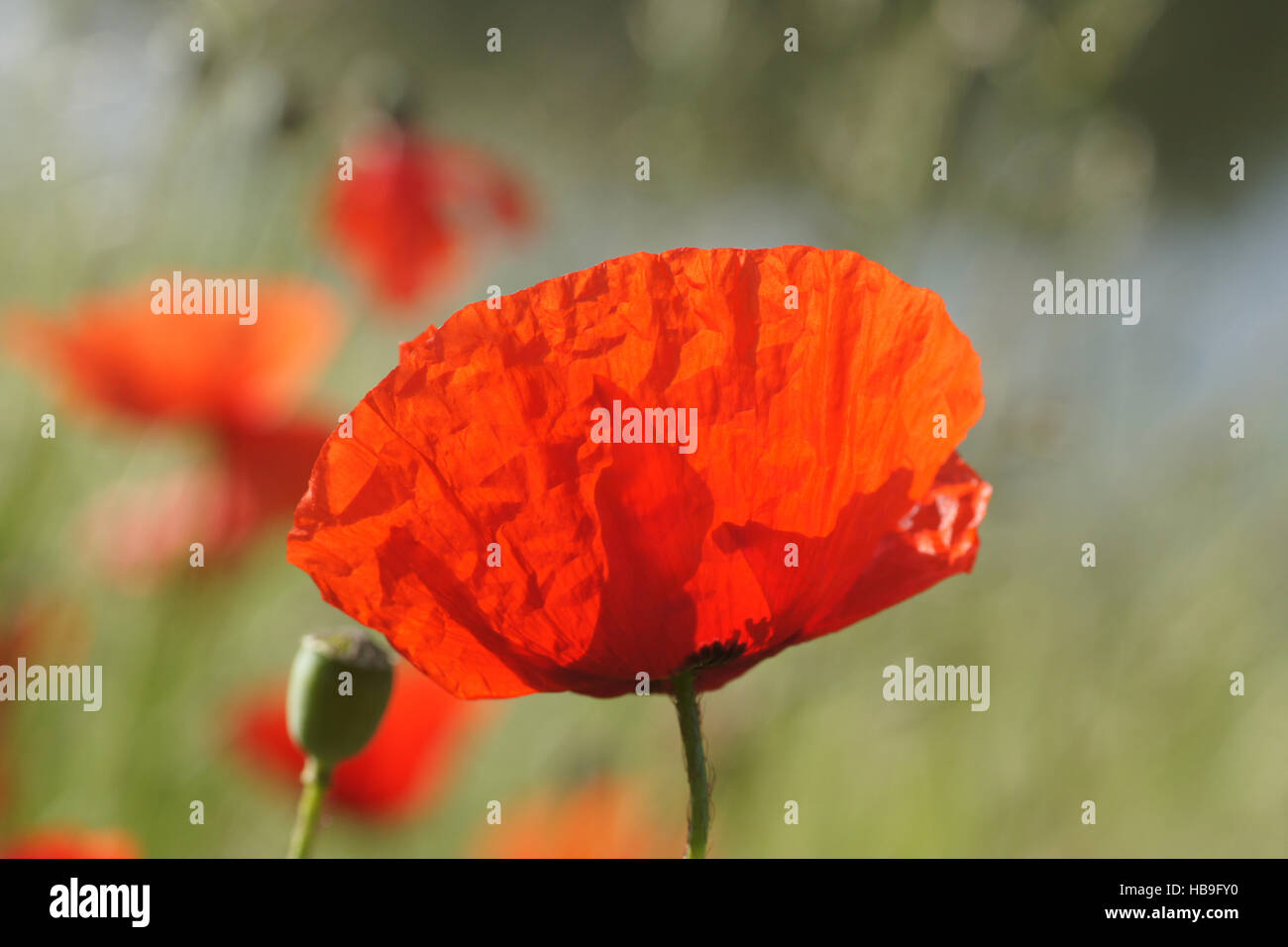 Papaver rhoeas, Field poppy Stock Photo - Alamy