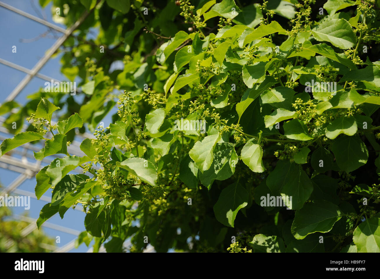 Celastrus orbiculatus, Staff vine Stock Photo - Alamy