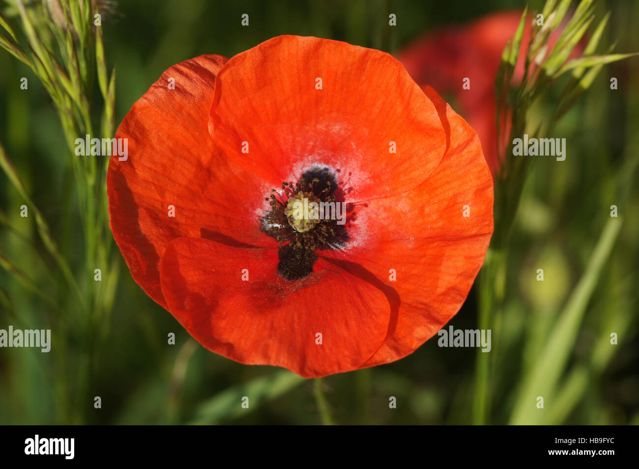 Papaver rhoeas, Field poppy Stock Photo - Alamy