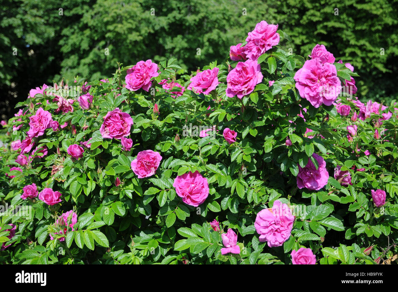Rosa rugosa, Rugosa rose Stock Photo - Alamy