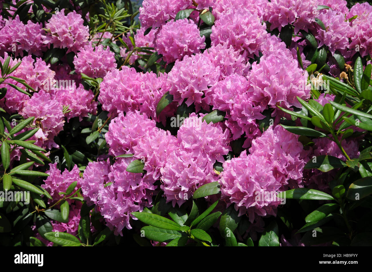 Rhododendron ponticum, Pontic rhododendron Stock Photo - Alamy