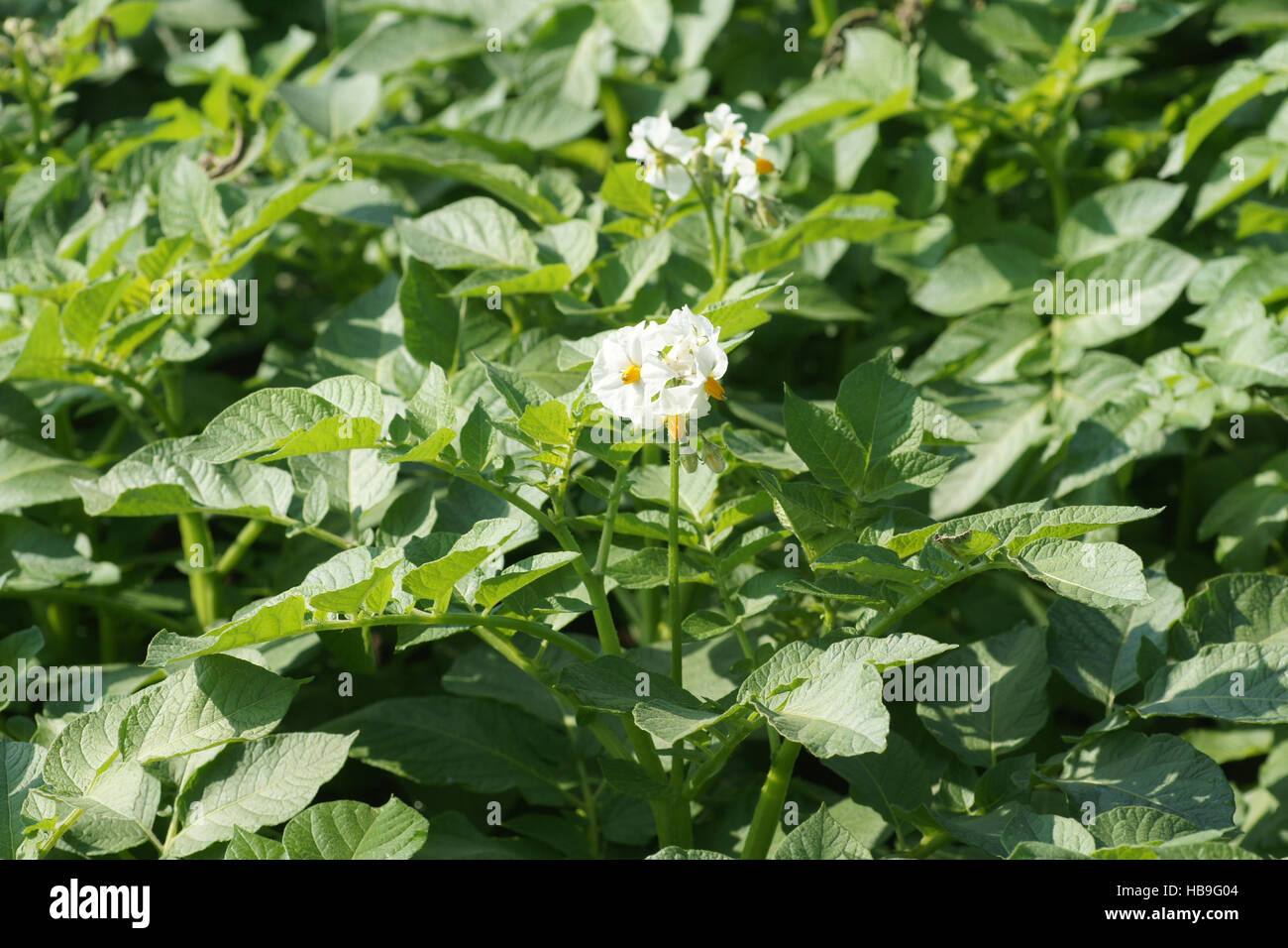 Solanum tuberosum, Potato Stock Photo - Alamy