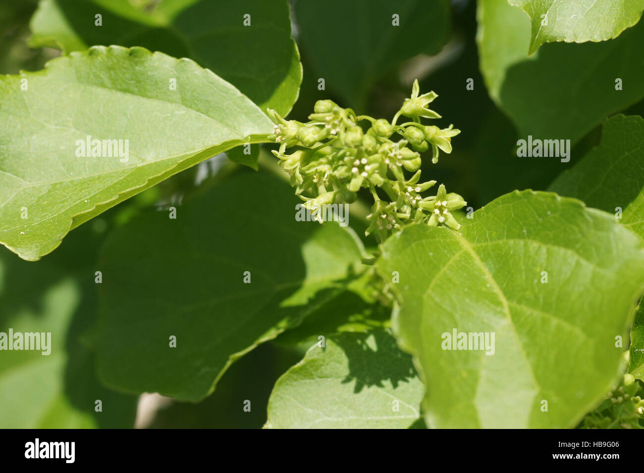 Celastrus orbiculatus, Staff vine Stock Photo - Alamy