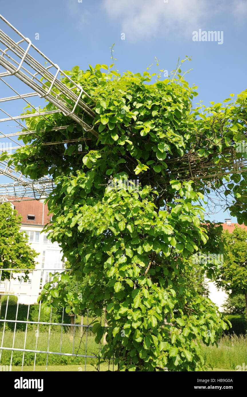 Celastrus orbiculatus, Staff vine Stock Photo - Alamy