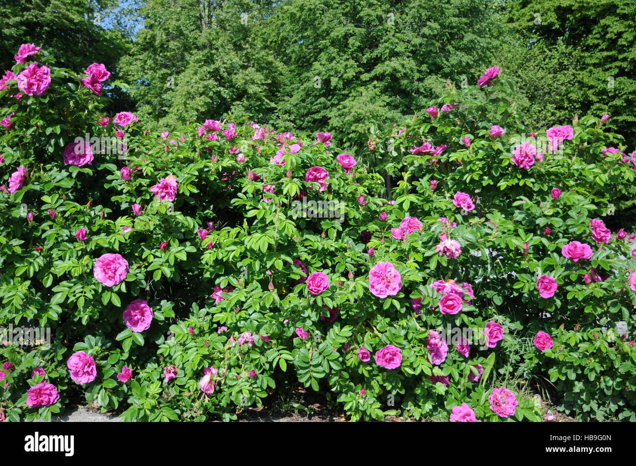 Rosa rugosa, Rugosa rose Stock Photo - Alamy