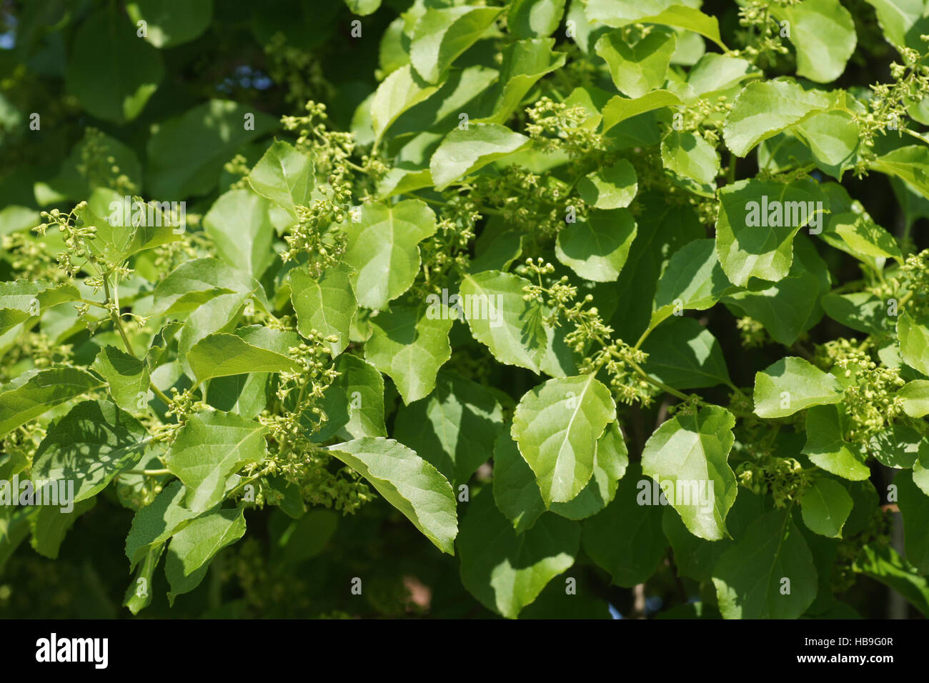 Celastrus hi-res stock photography and images - Alamy