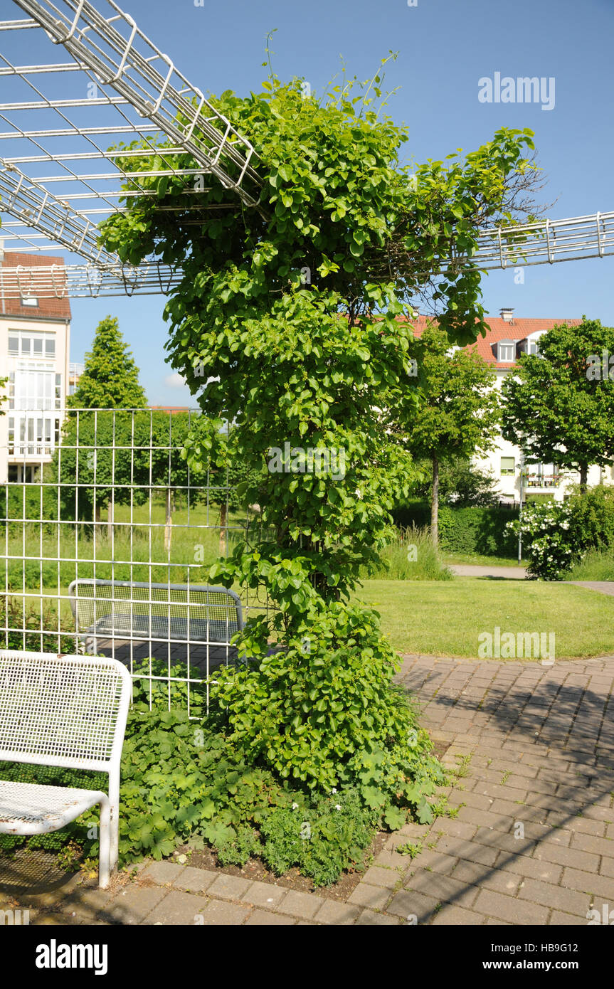 Celastrus orbiculatus, Staff vine Stock Photo - Alamy