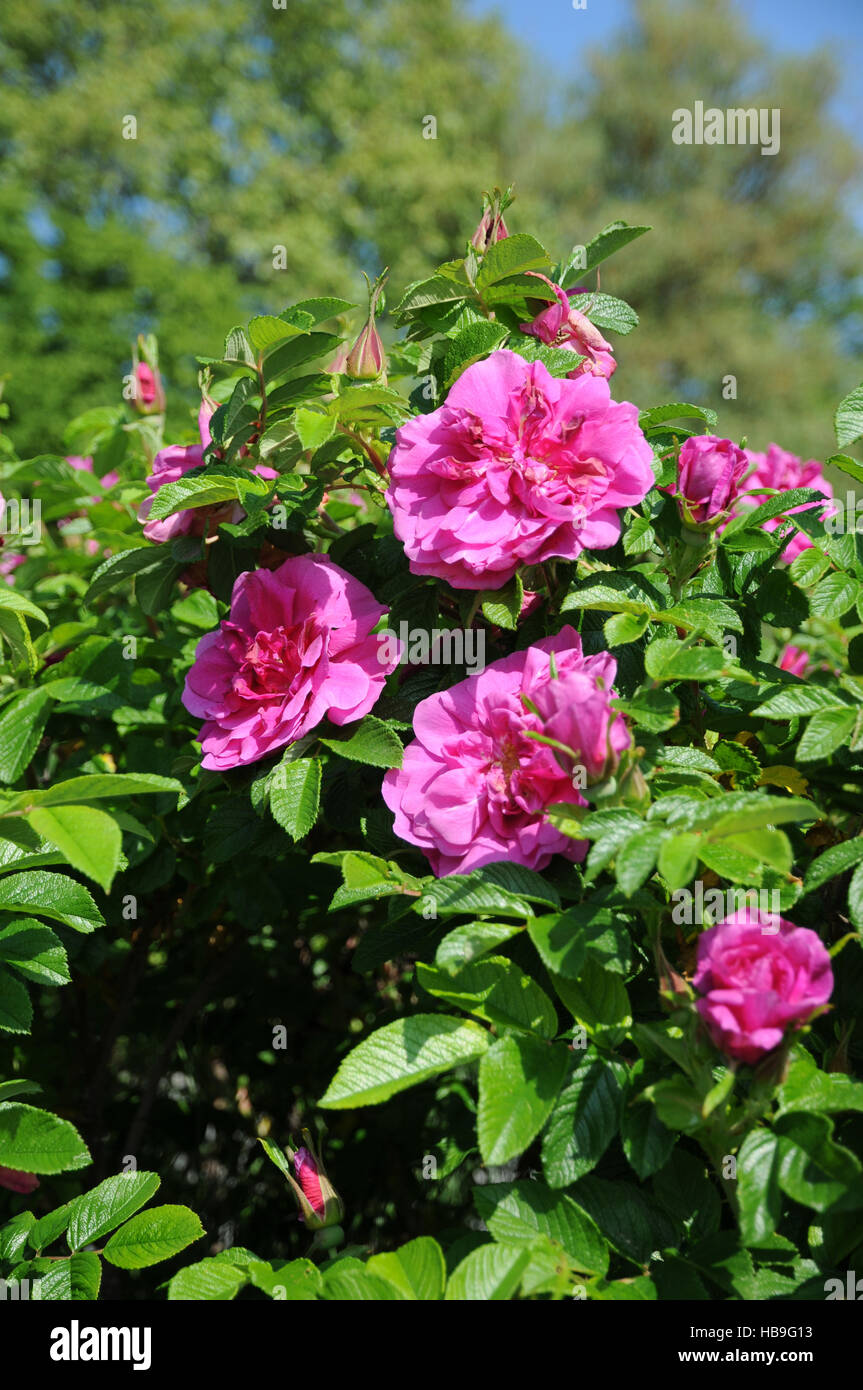 Rosa rugosa, Rugosa rose Stock Photo - Alamy
