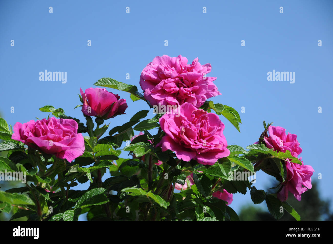 Rosa rugosa, Rugosa rose Stock Photo - Alamy