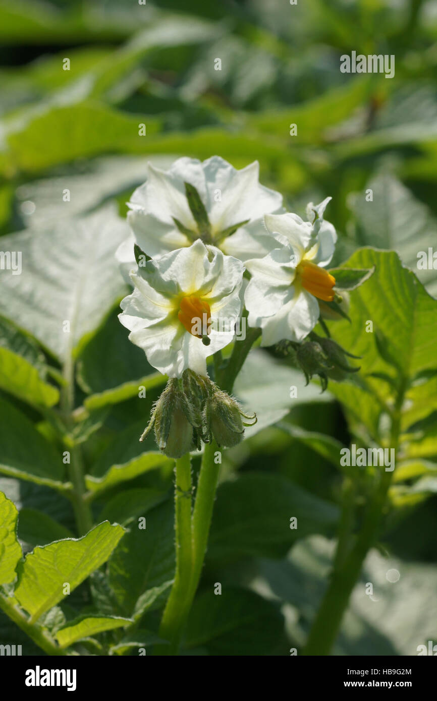 Solanum tuberosum, Potato Stock Photo - Alamy