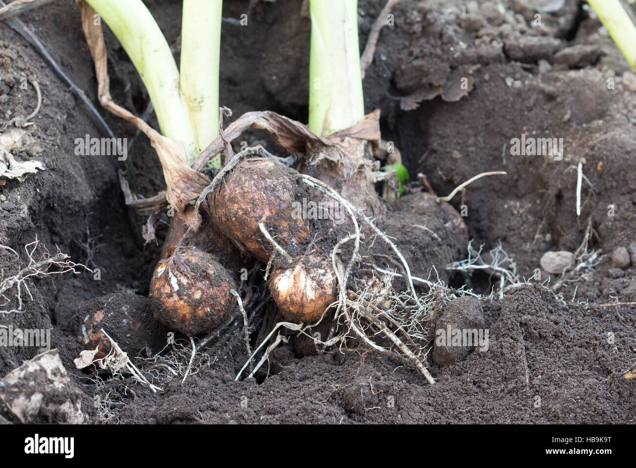 Taro patch hi-res stock photography and images - Alamy