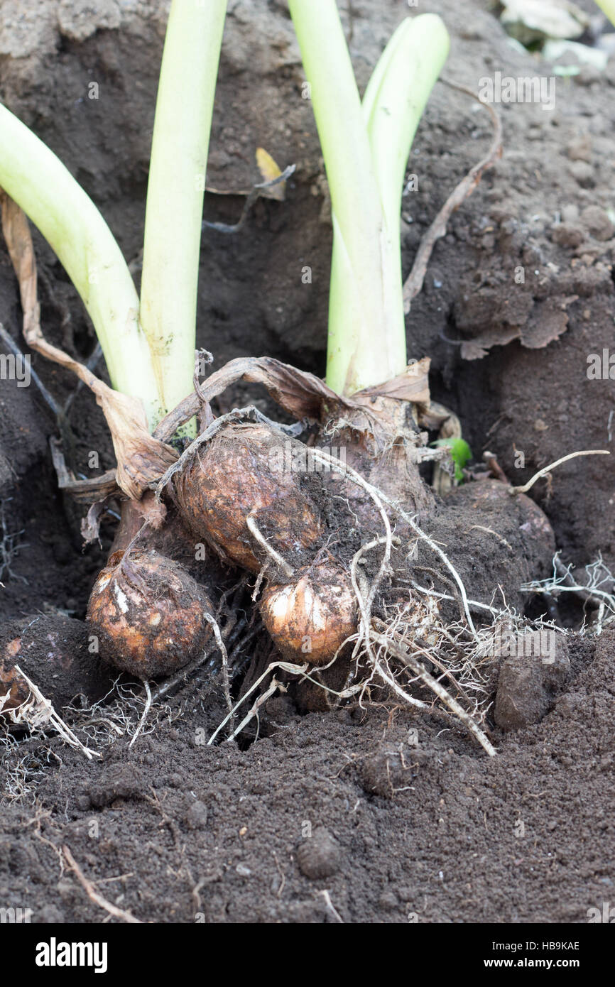 Taro stem hi-res stock photography and images - Alamy