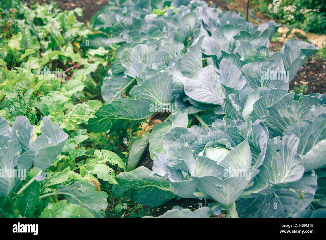Cabbage in the garden Stock Photo - Alamy