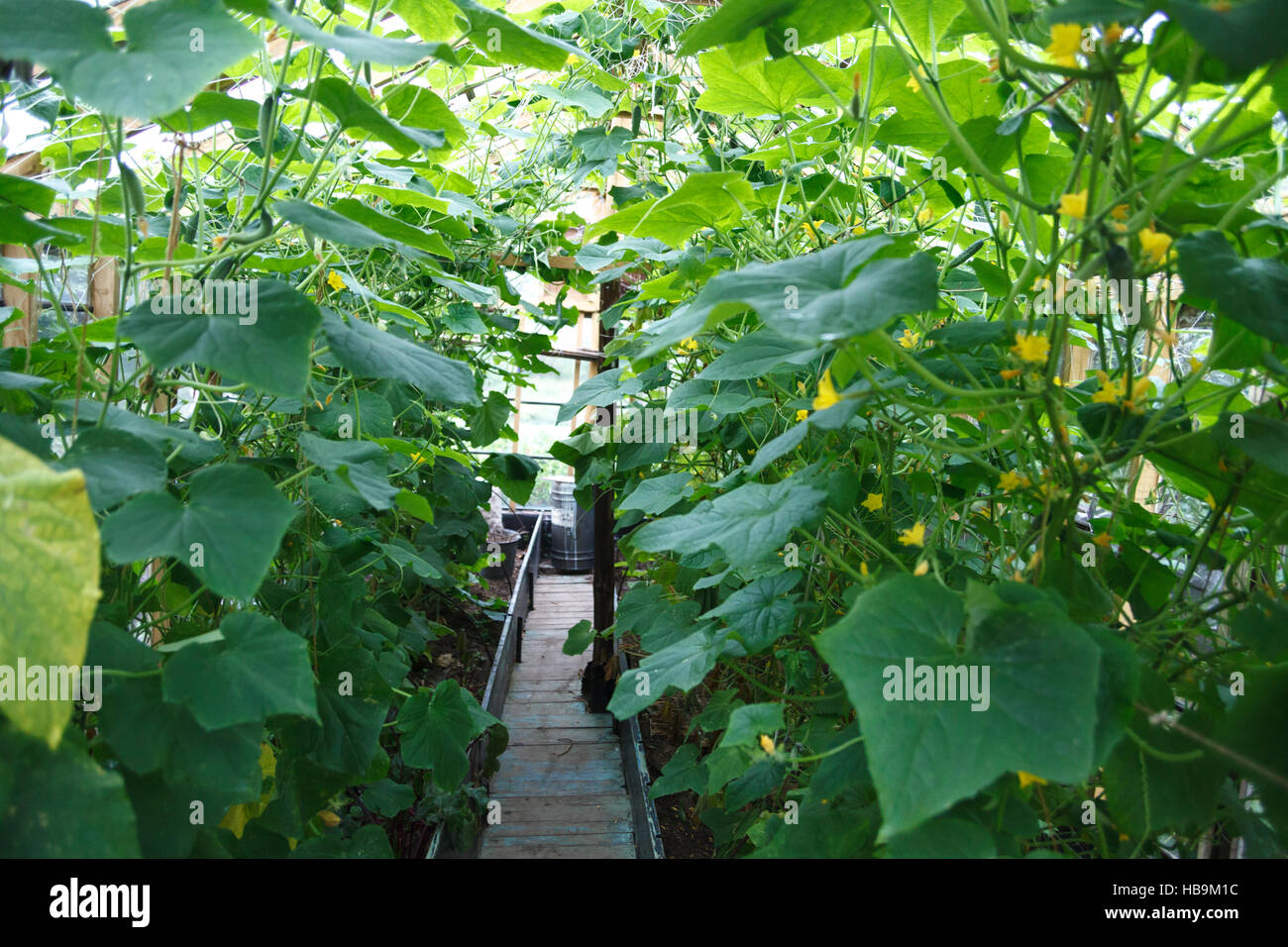 Cucumber plants hi-res stock photography and images - Alamy