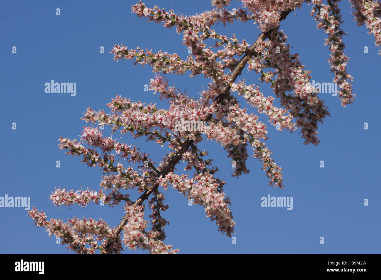 Tamarix parviflora, Small-flowering tamarisk Stock Photo - Alamy