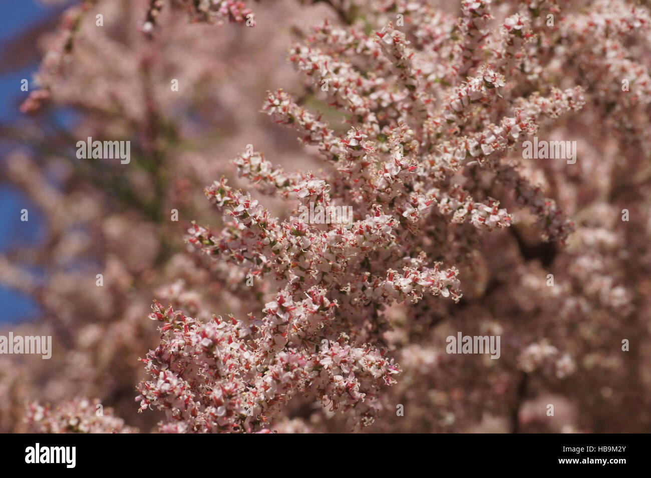Tamarix parviflora, Small-flowering tamarisk Stock Photo - Alamy