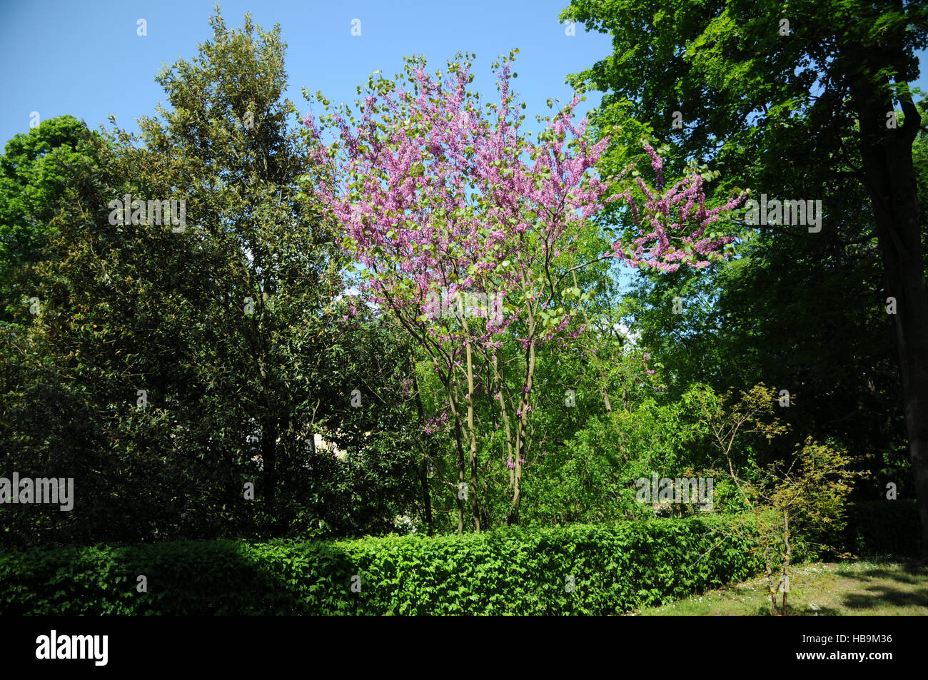 Cercis siliquastrum, Judas tree Stock Photo - Alamy