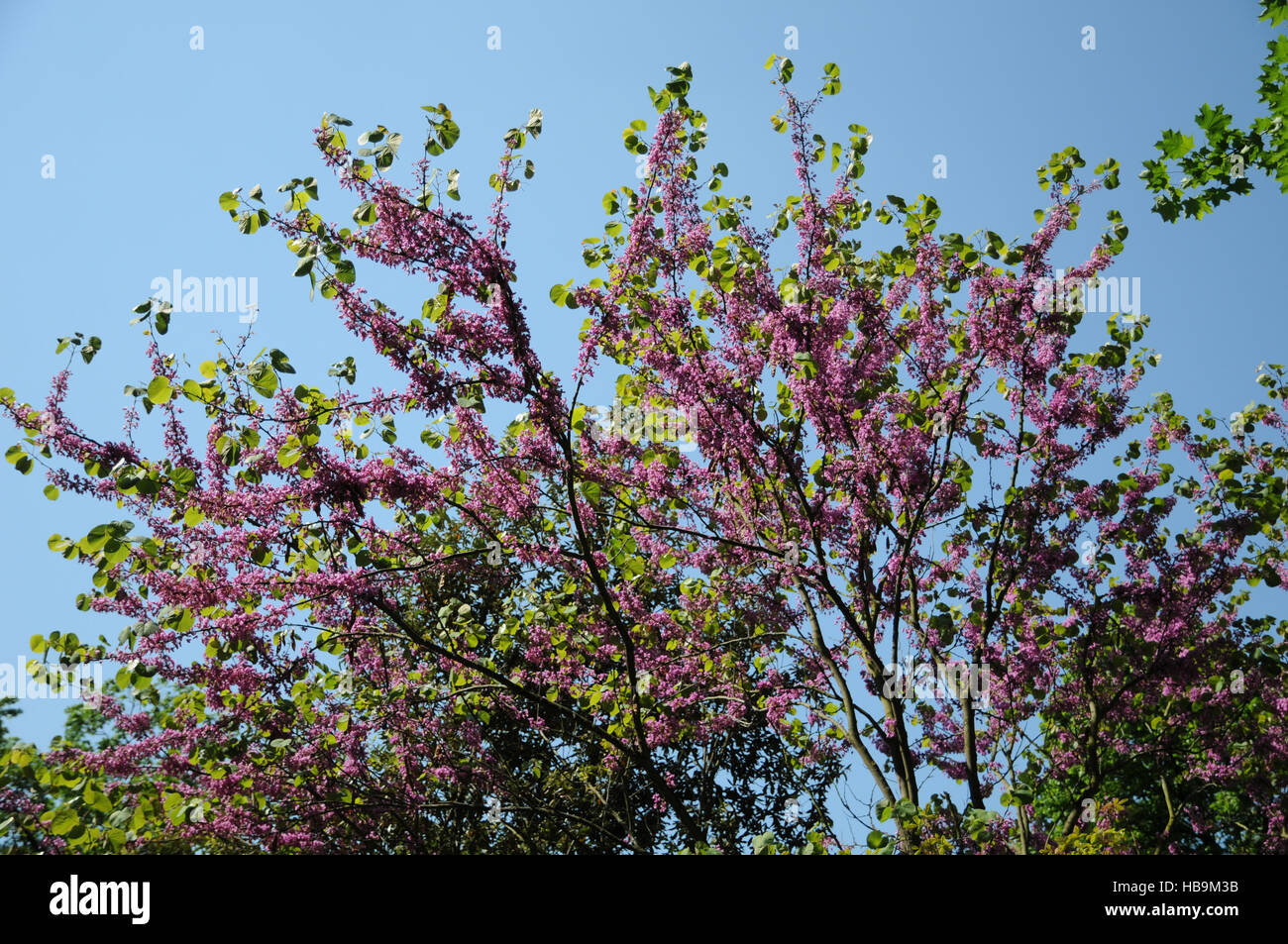 Cercis siliquastrum, Judas tree Stock Photo - Alamy