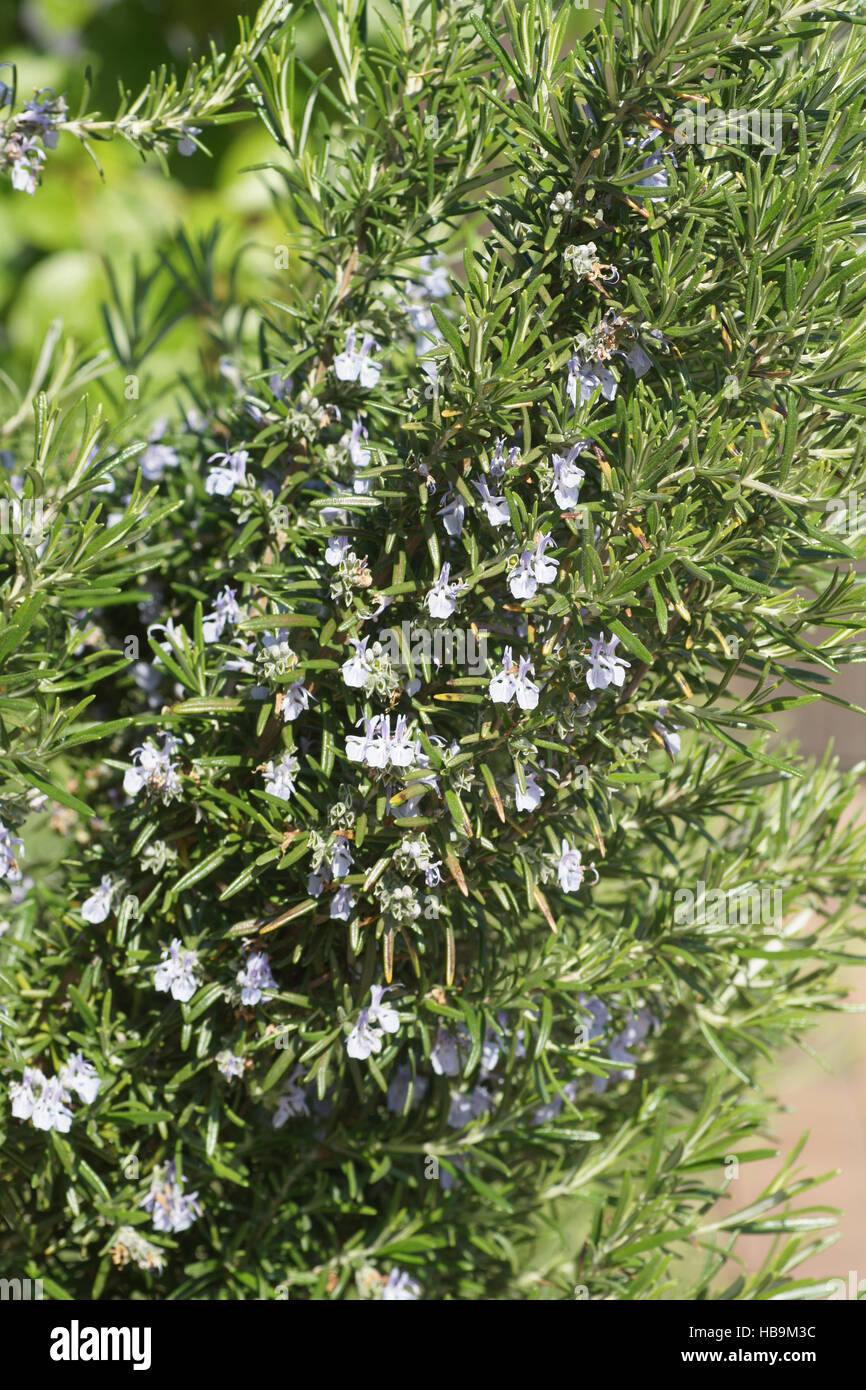 Plants rosmarinus hi-res stock photography and images - Alamy