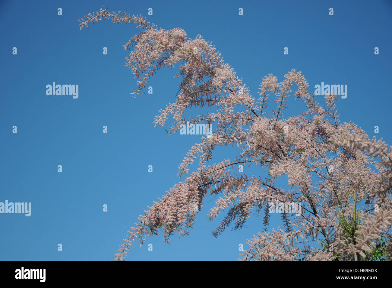 Tamarix parviflora, Small-flowering tamarisk Stock Photo - Alamy