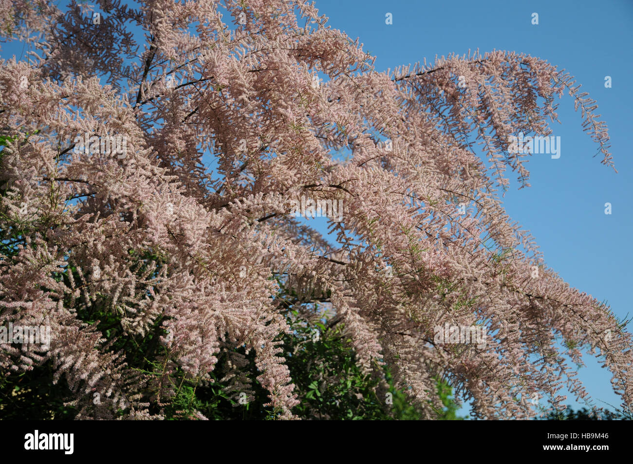 Tamarix parviflora, Small-flowering tamarisk Stock Photo - Alamy
