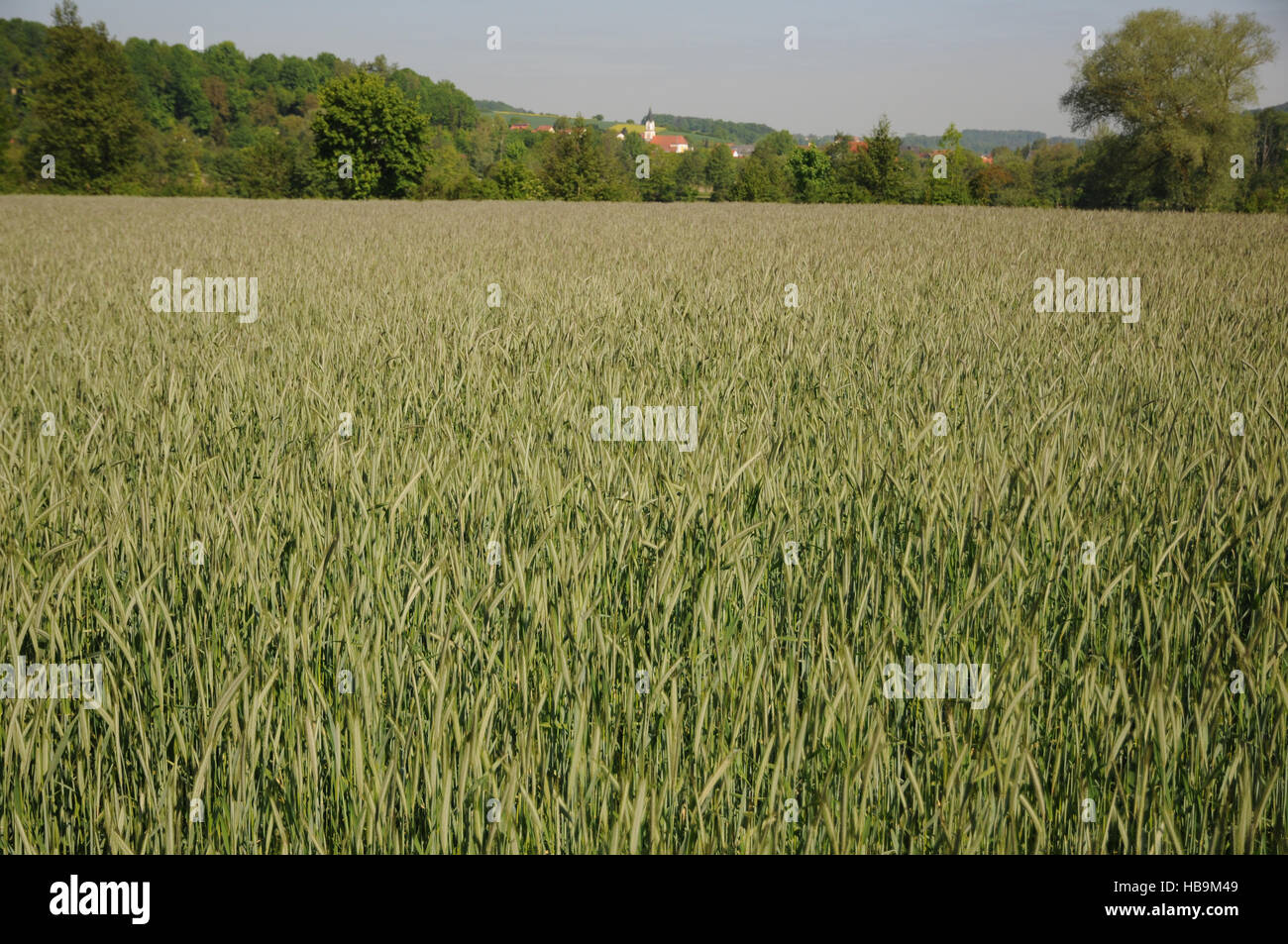 Secale cereale, Rye, flowering field Stock Photo - Alamy