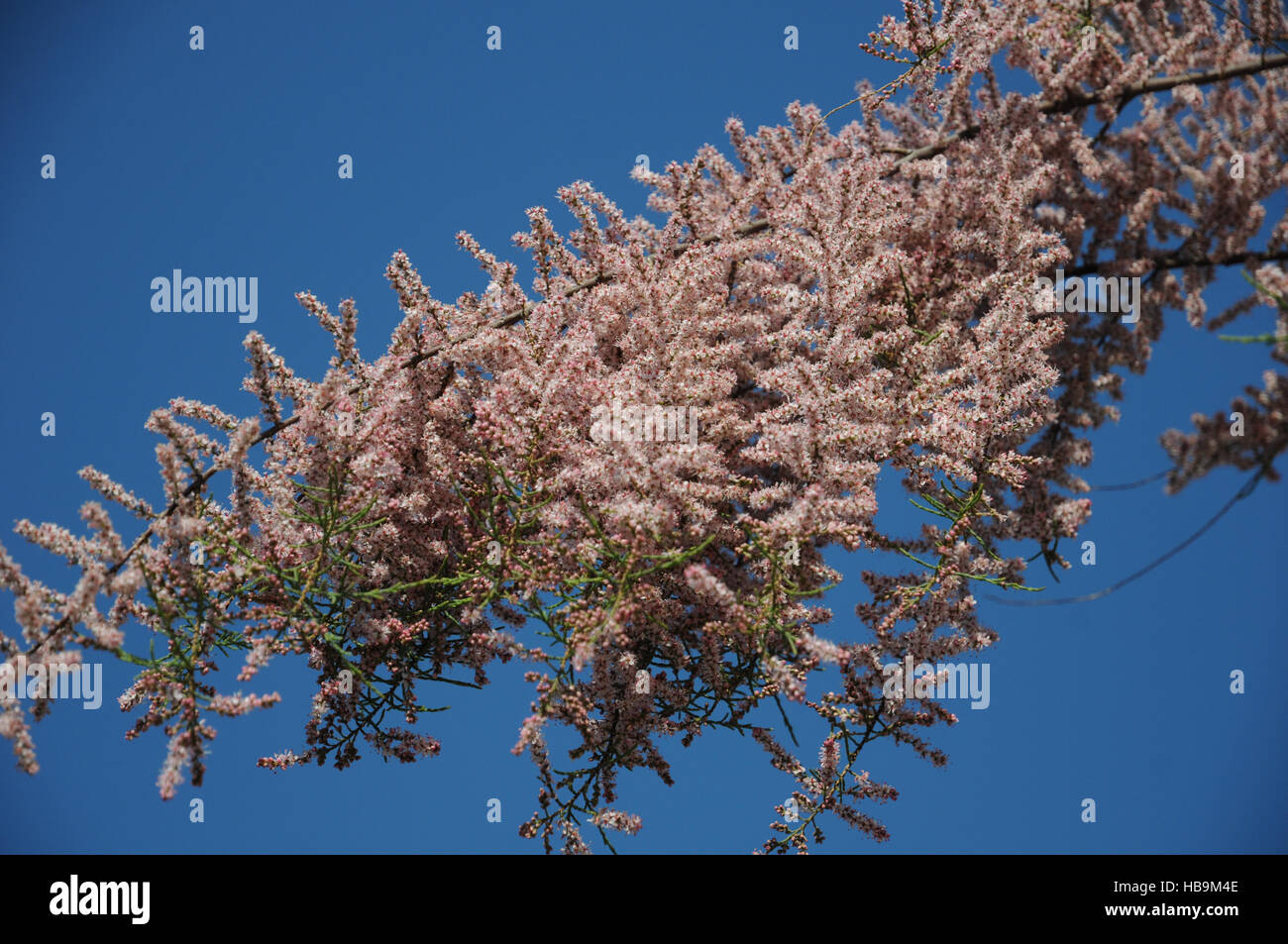Tamarix parviflora, Small-flowering tamarisk Stock Photo - Alamy