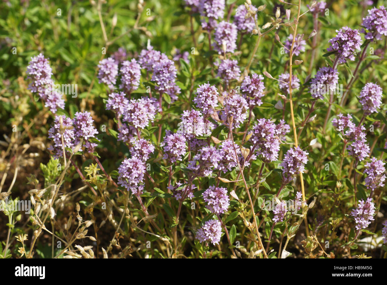 Thymus vulgaris, Thyme Stock Photo - Alamy