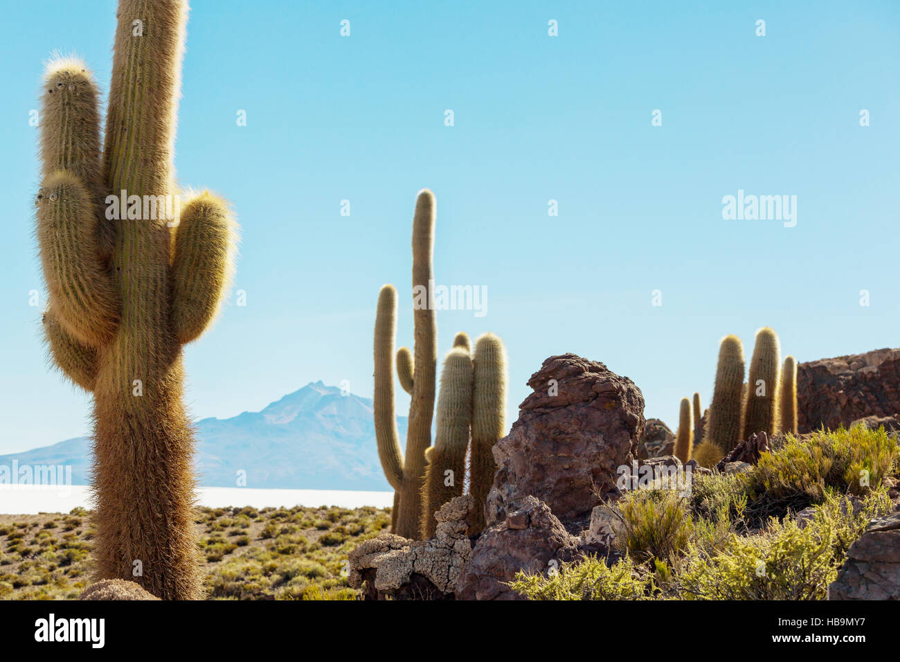 Cactus in Bolivia Stock Photo - Alamy