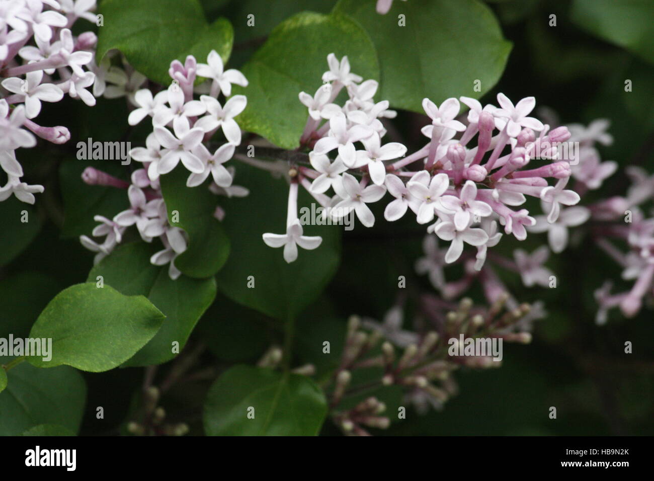 Flieder hi-res stock photography and images - Alamy