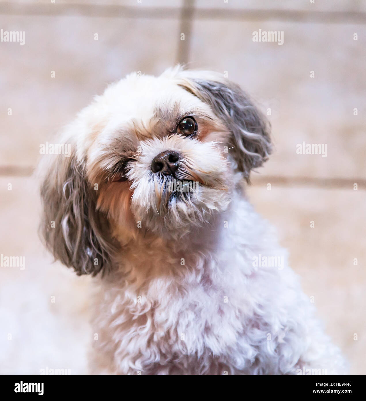 Shitzu hi-res stock photography and images - Alamy