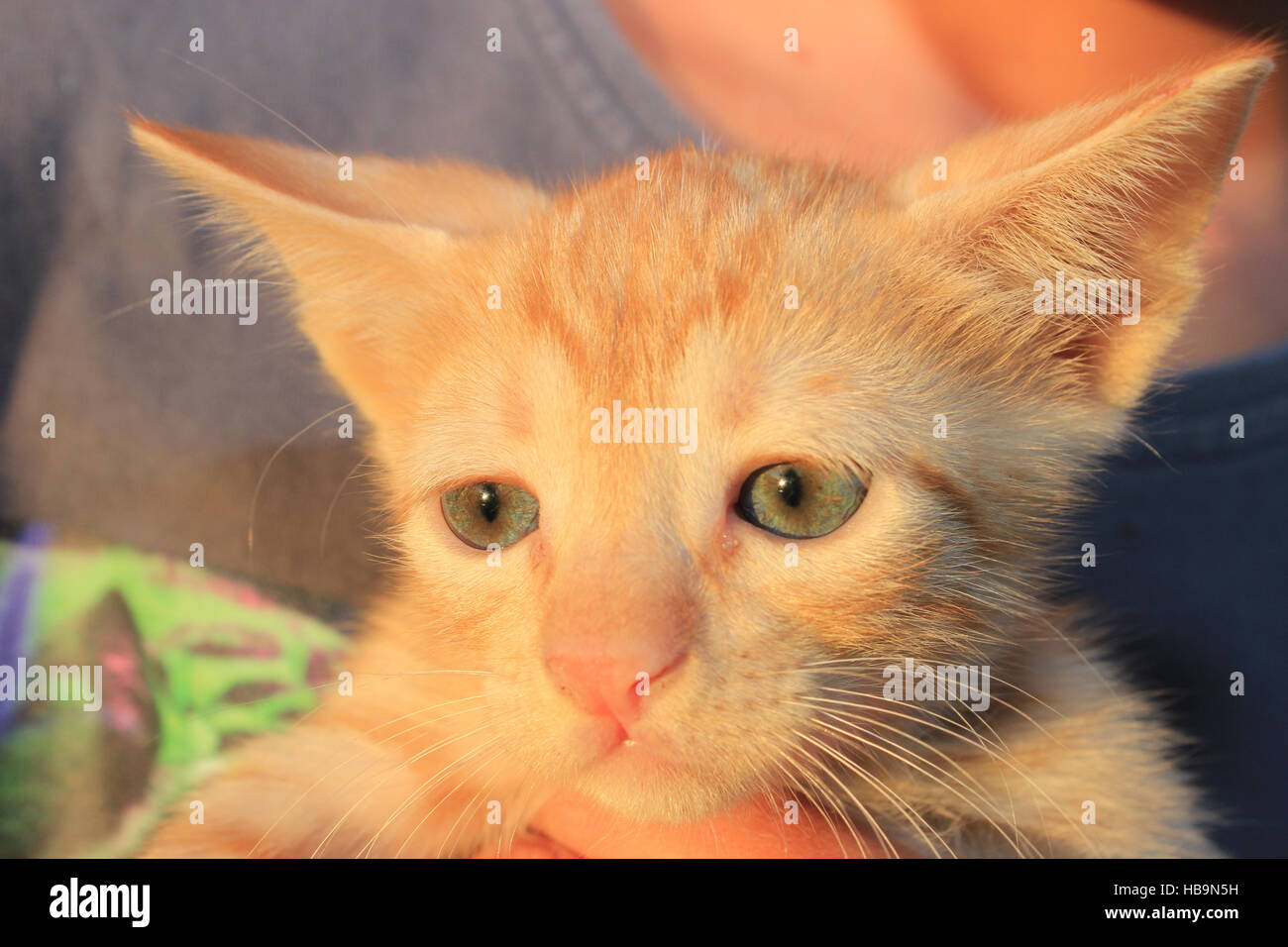 Red domestic kitten Stock Photo - Alamy