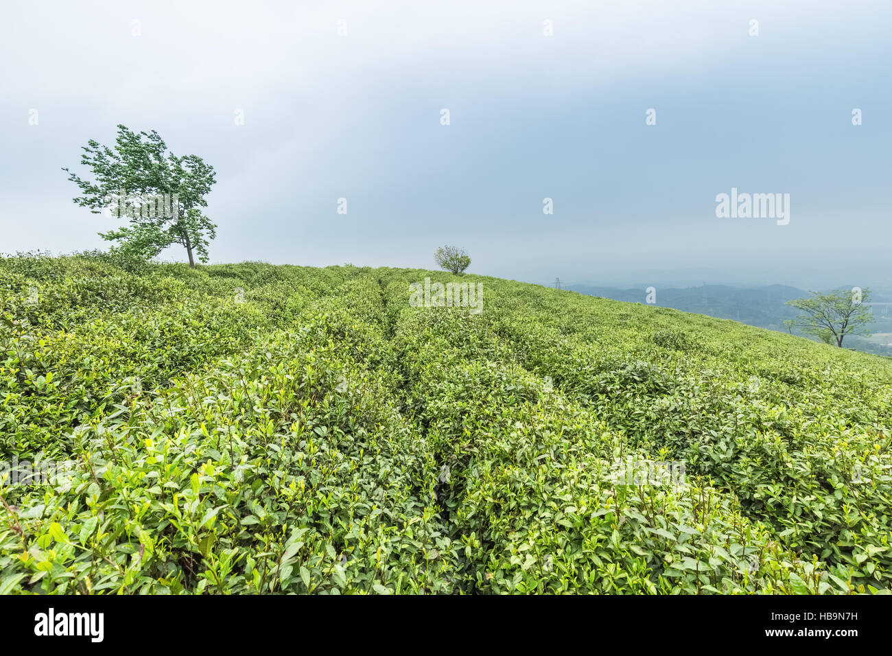 green tea garden Stock Photo - Alamy