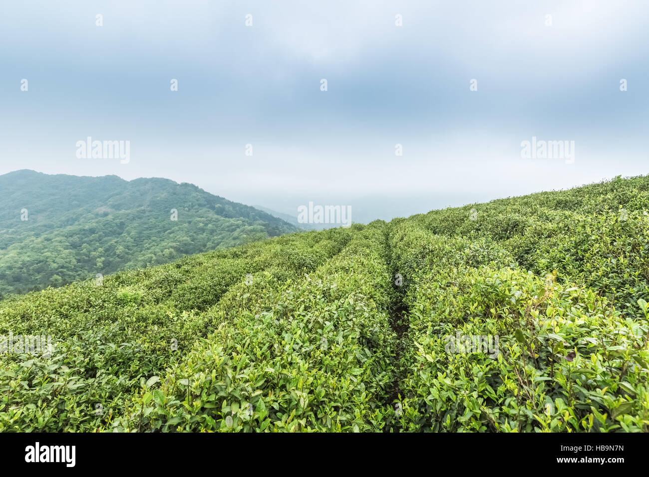Terrace plantation hi-res stock photography and images - Alamy