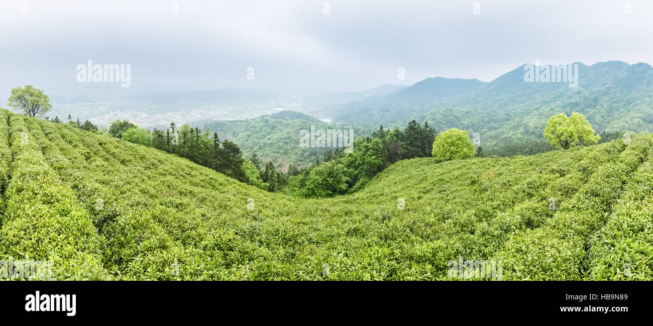 green tea plantation Stock Photo - Alamy