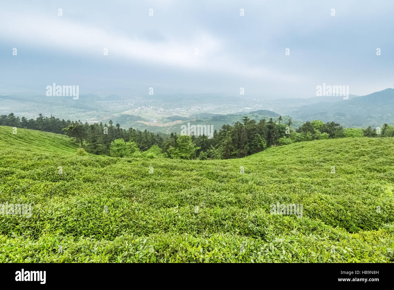 Tea plantation farm hi-res stock photography and images - Alamy