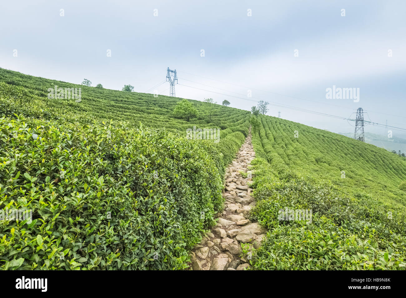 green tea plantation Stock Photo - Alamy