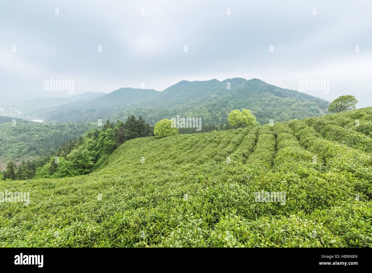 green tea plantation Stock Photo - Alamy