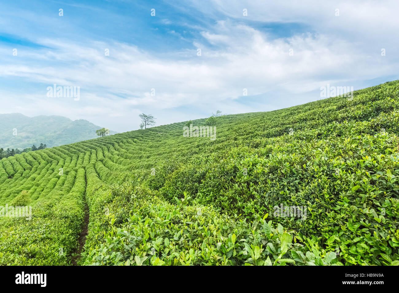 China tea plantation hi-res stock photography and images - Alamy
